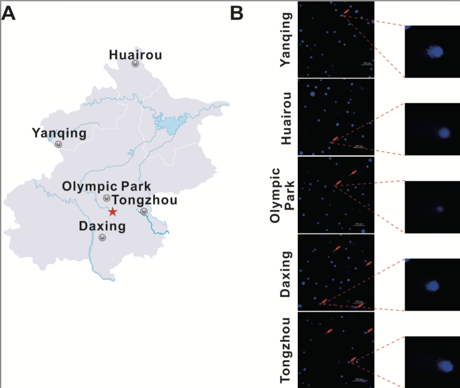 In Situ Biomonitoring of Airborne Pollutants by Land Snail Cathaica ...