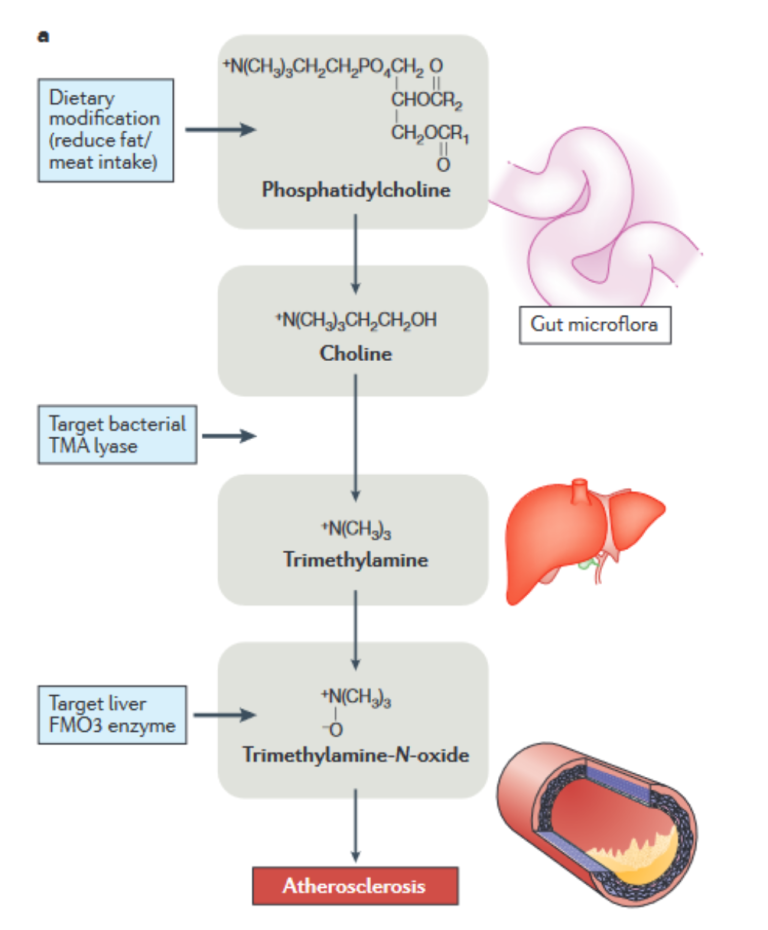 Metabolomics, its applications, and its intersection with Machine ...