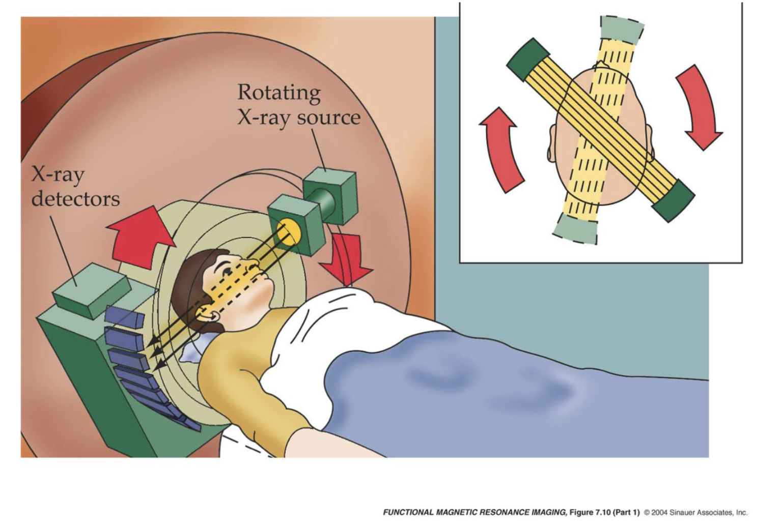 Exploring Brain Mapping and Neuroimaging: A Comprehensive Journey into ...