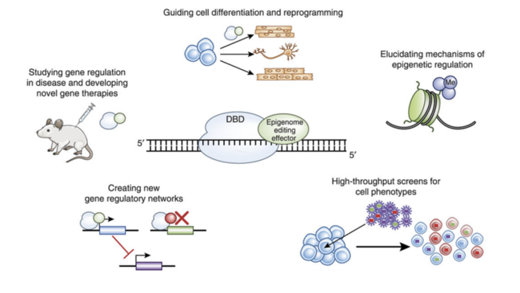 Advancements in CRISPR Technology: Genome Editing in Plants and Immune ...