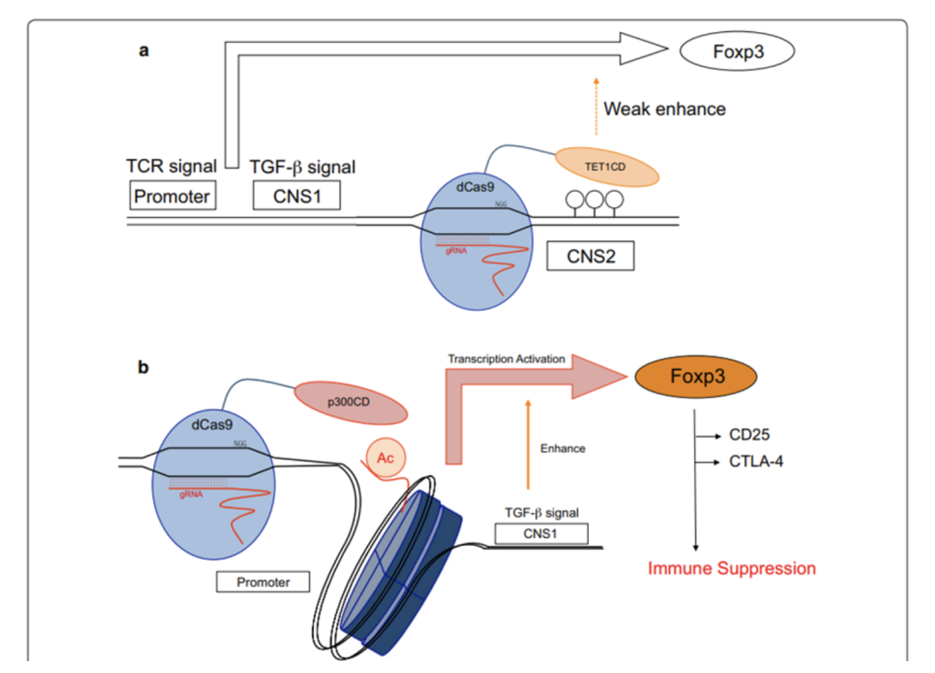 Advancements in CRISPR Technology: Genome Editing in Plants and Immune ...