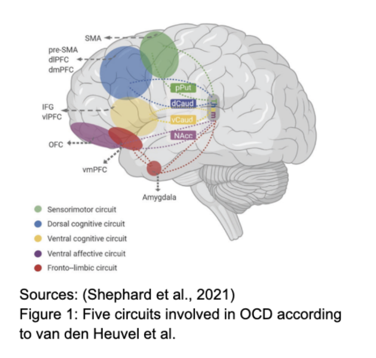 Untangling the Mind: Brain Circuitry of Obsessive-Compulsive Disorder ...