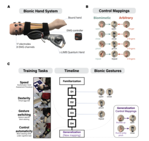 Bridging Biology and Machines: A Review of Bionic Systems, Sensors, and ...